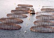 Nova Scotia launches aquaculture strategy | News | World Fishing