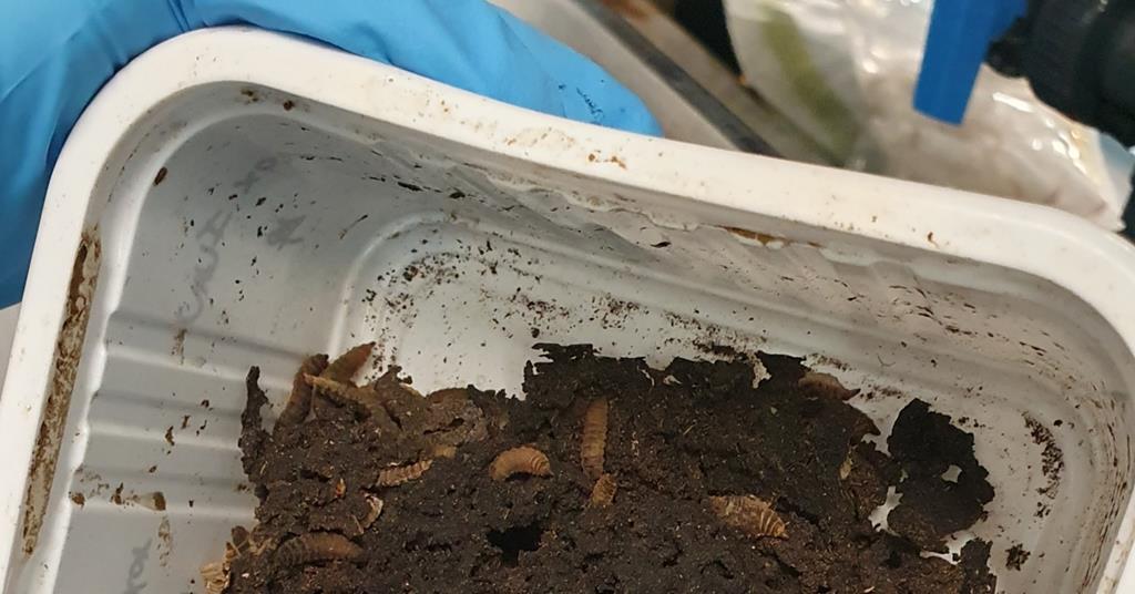 Sludge – the next fish feed ingredient? | News | World Fishing