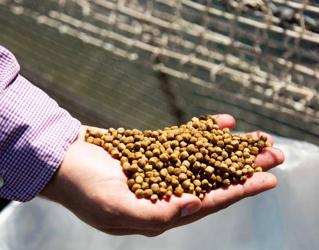 New BAP feed mill standard released | News | World Fishing