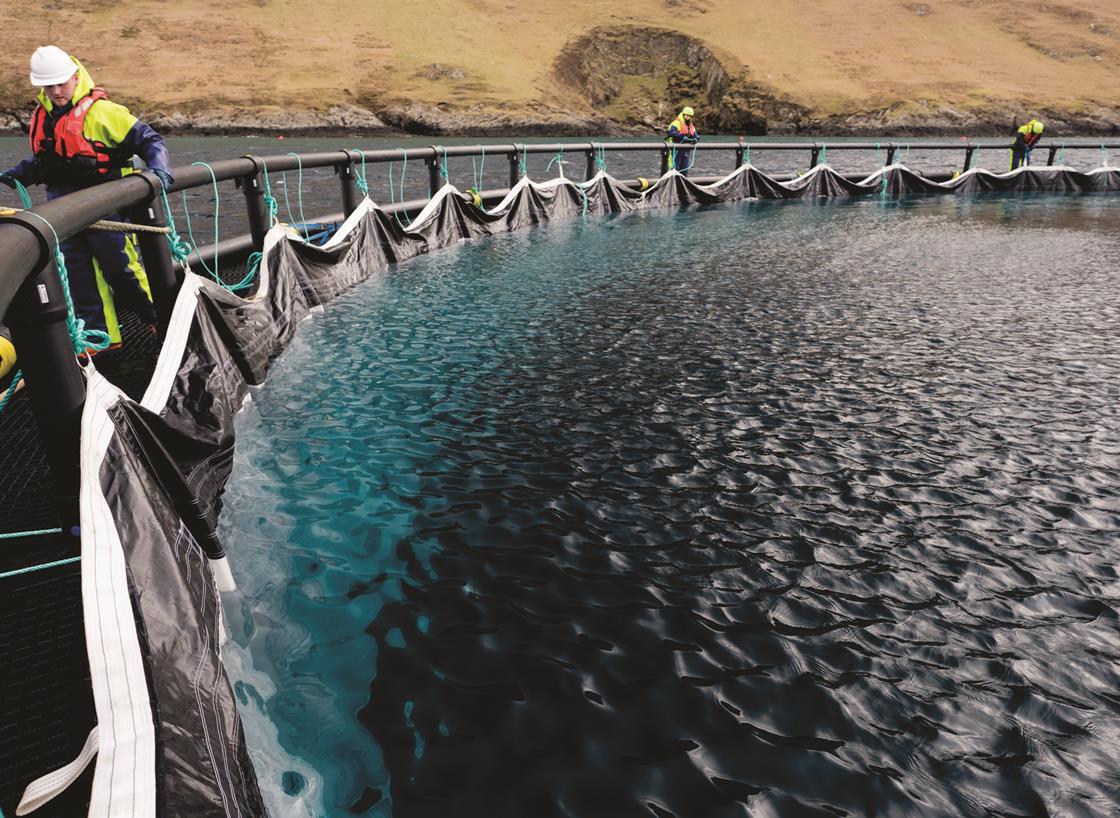 Aquaculture: Disease prevention without the chemicals | News | World ...