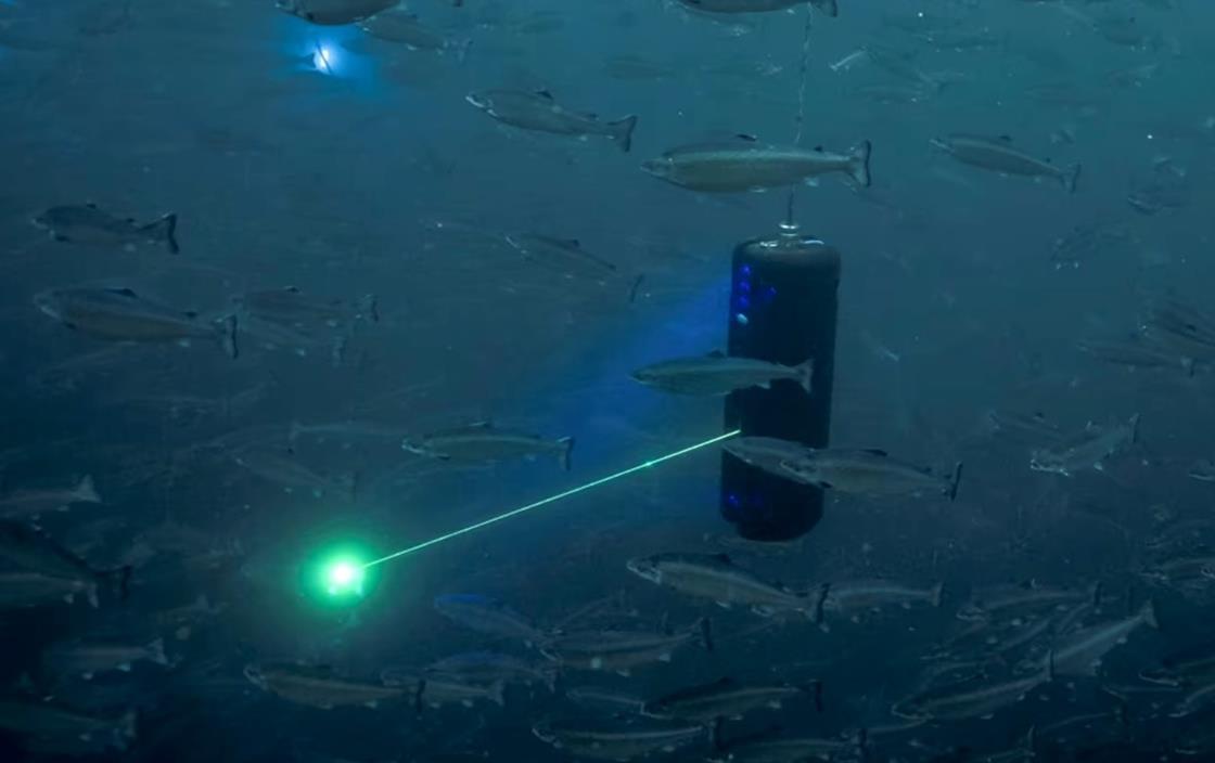 Cermaq introduces laser treatment for salmon lice | News | World Fishing