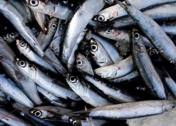 Peru ups anchovy quota | News | World Fishing