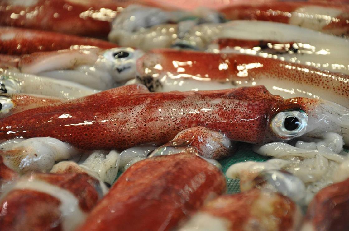 Study: Half of squid products in Brussels and Milan lack mandatory ...